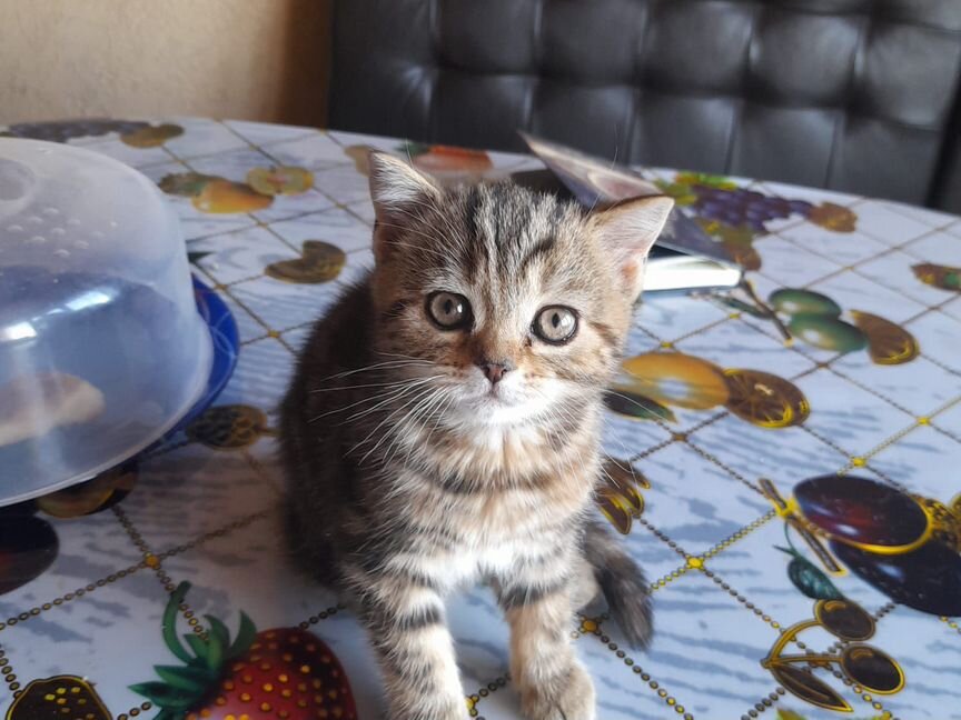 Шотландская