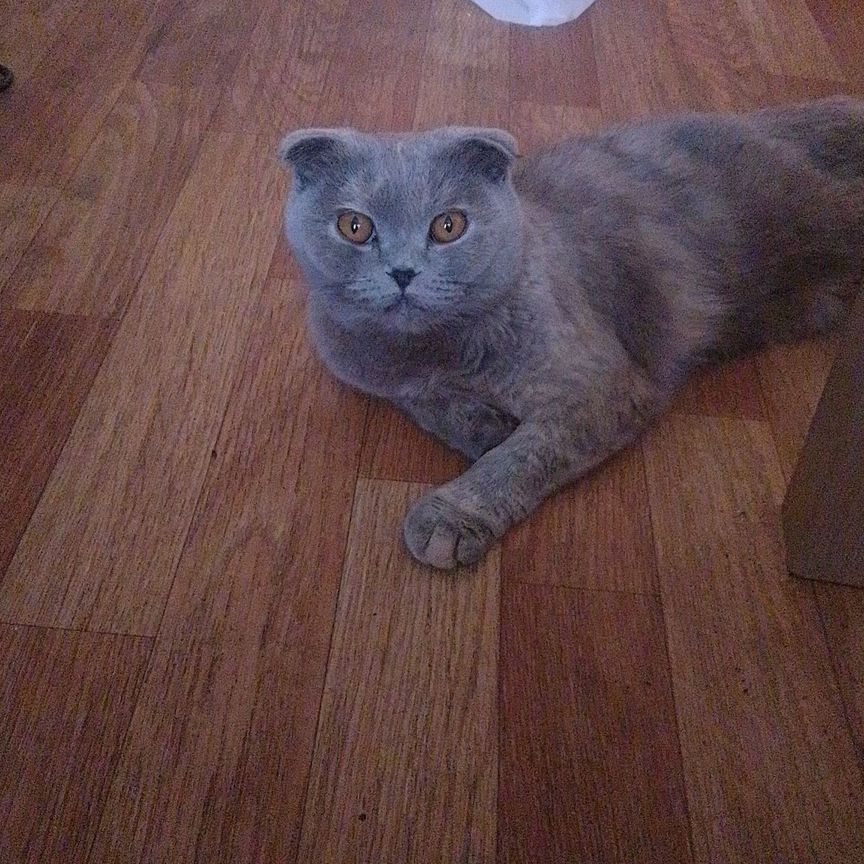 Котята шотландской вислоухой
