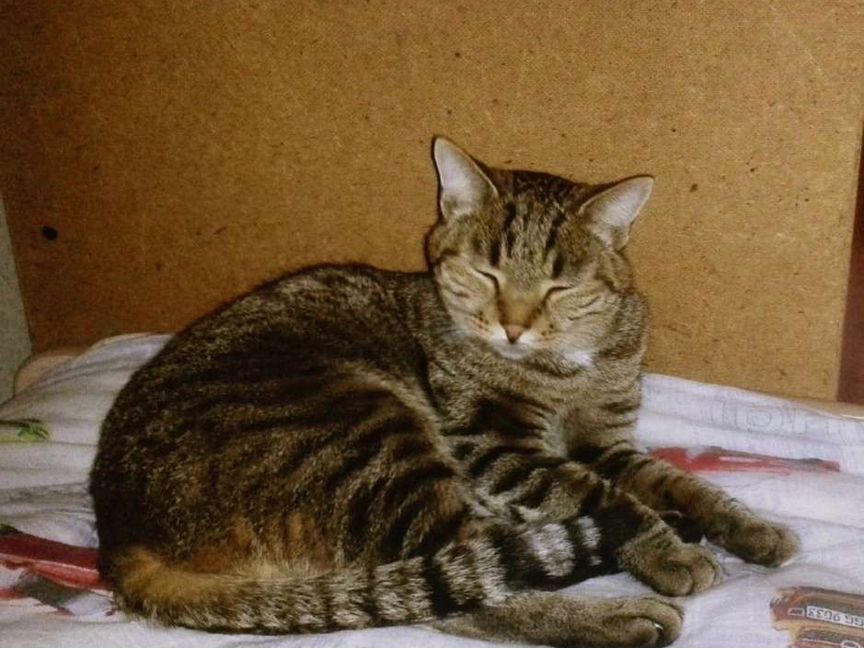 Кот