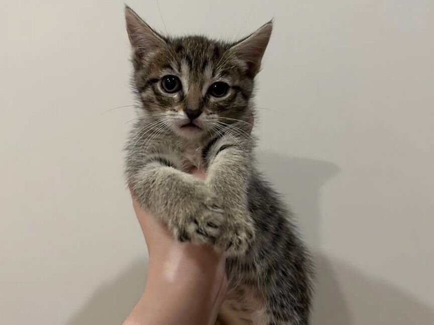 Котята 1,5 месяца в добрые руки