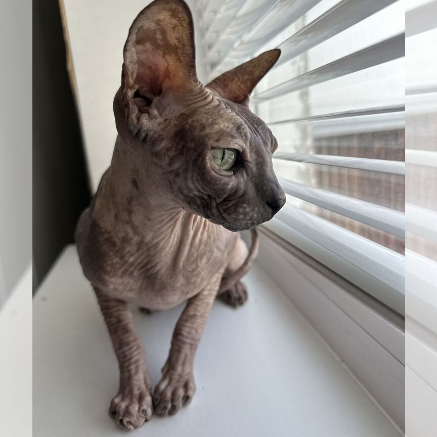 Кошка сфинкс бесплатно