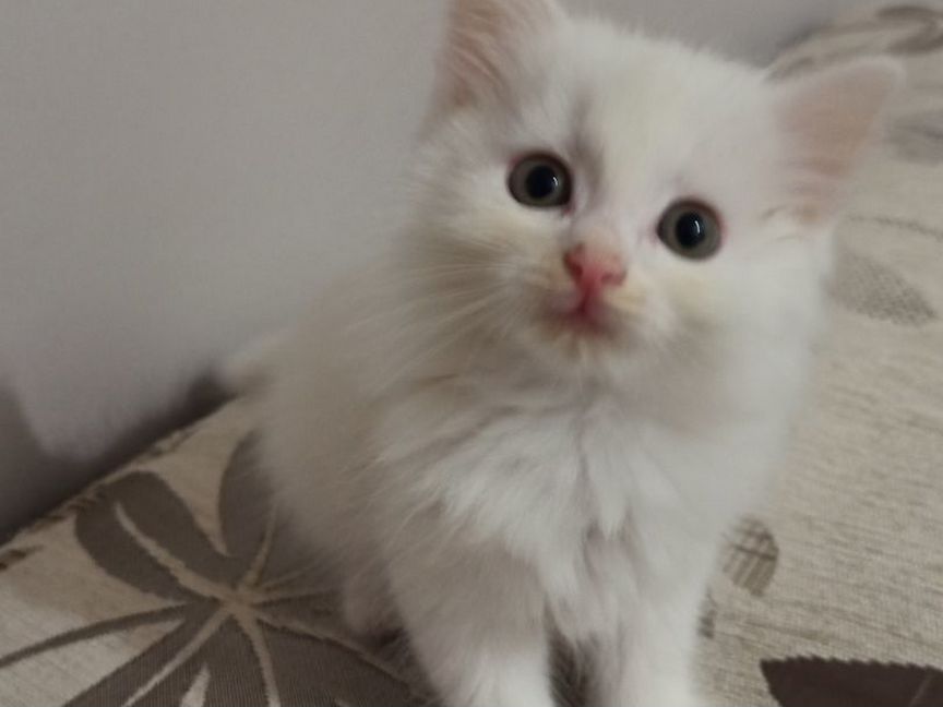 Белый котенок