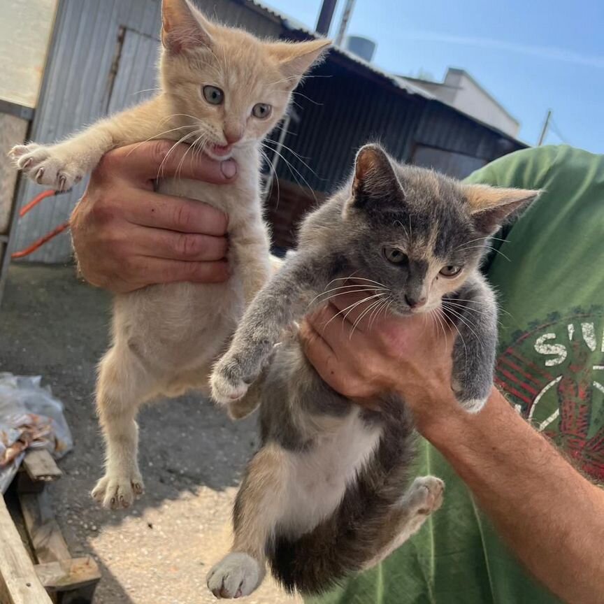 Котята отдам в добрые руки бесплатно