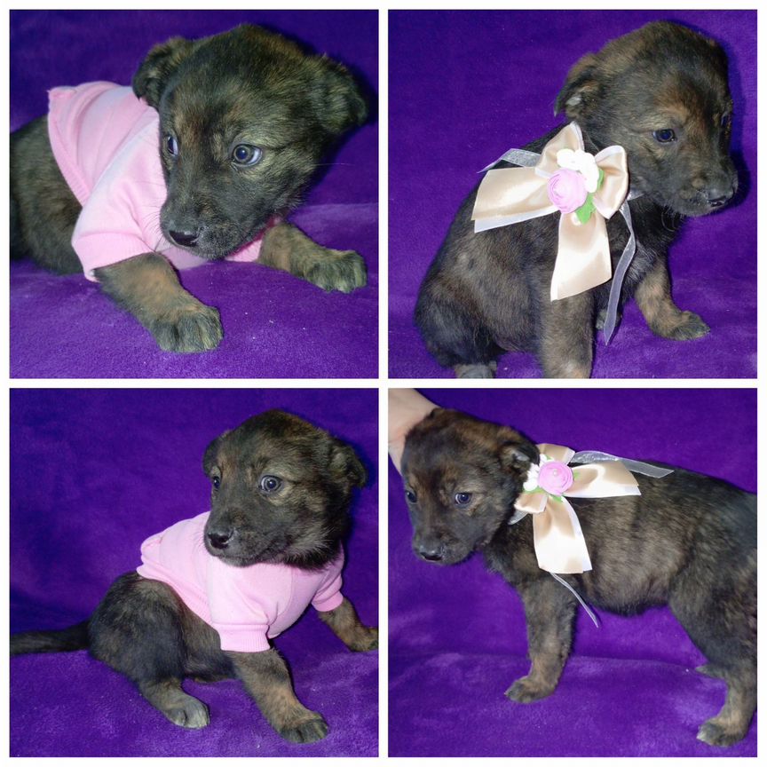 Щенок в добрые руки