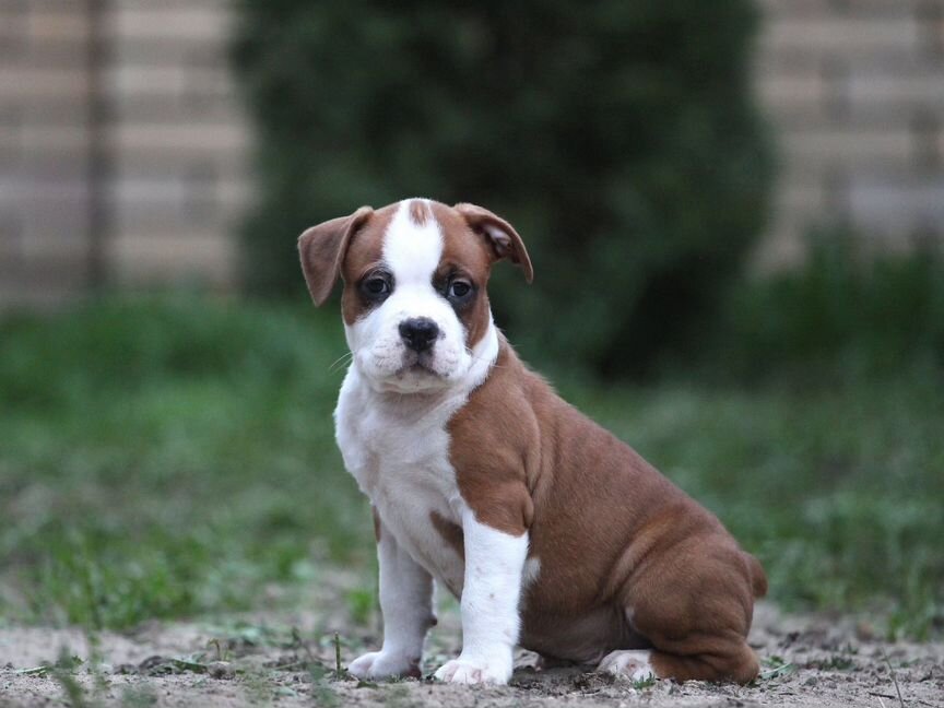 Рыжий мальчик тяжелого типа