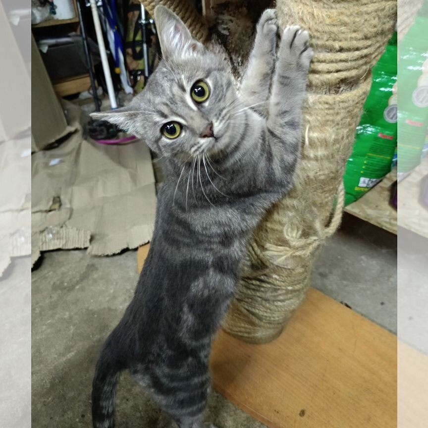 Котёнок в добрые руки