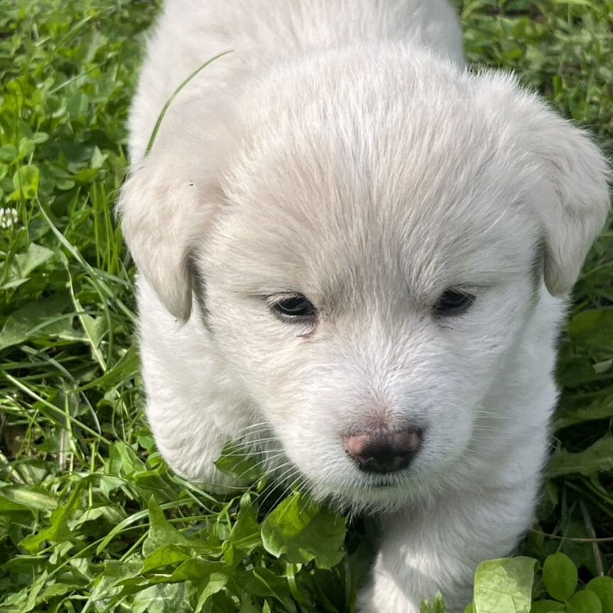 Щенок в добрые руки