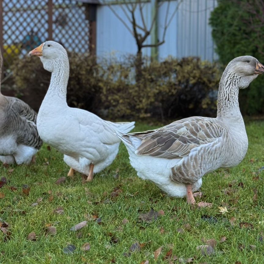 Гуси Холмогоры