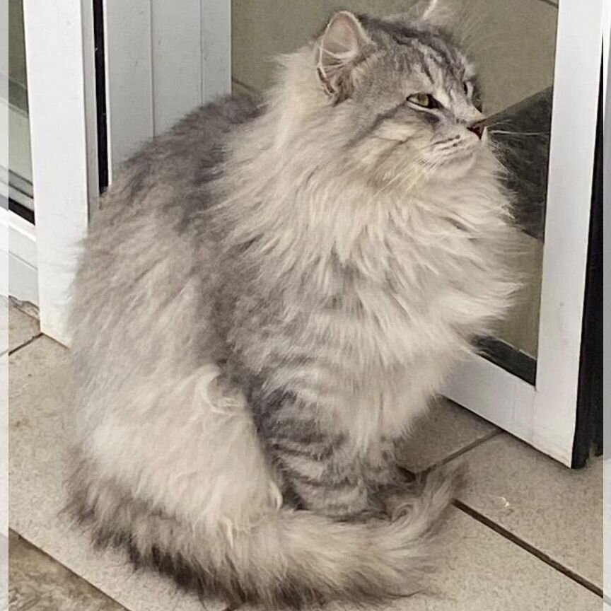 Пристраивается котик