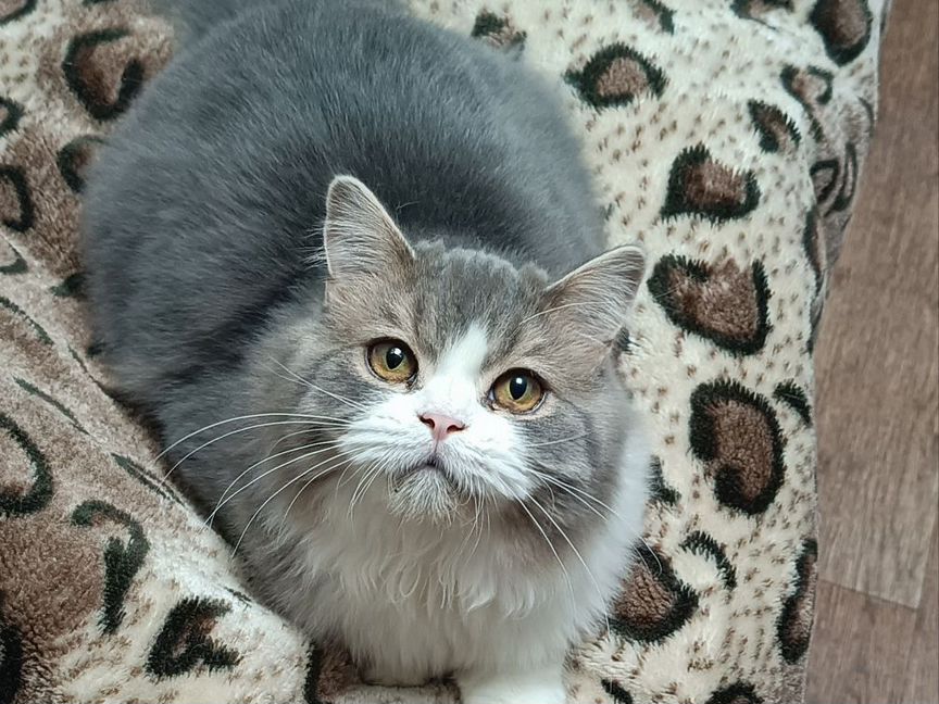 Котик хайленд