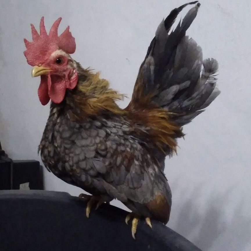 Петух Малайзийская серама