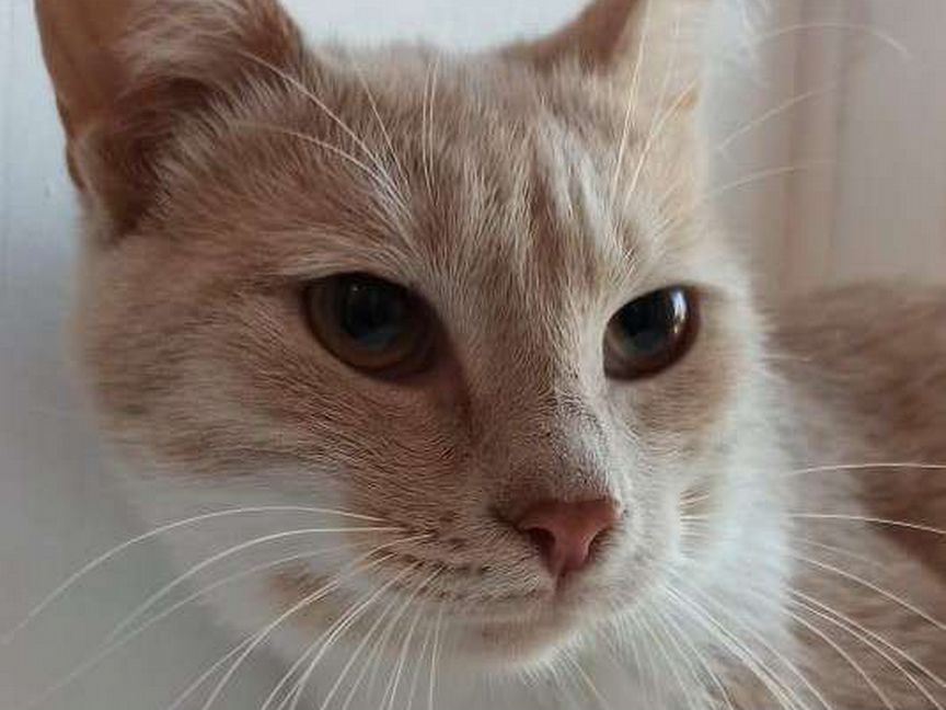 Кошечка Перси в заботливые руки