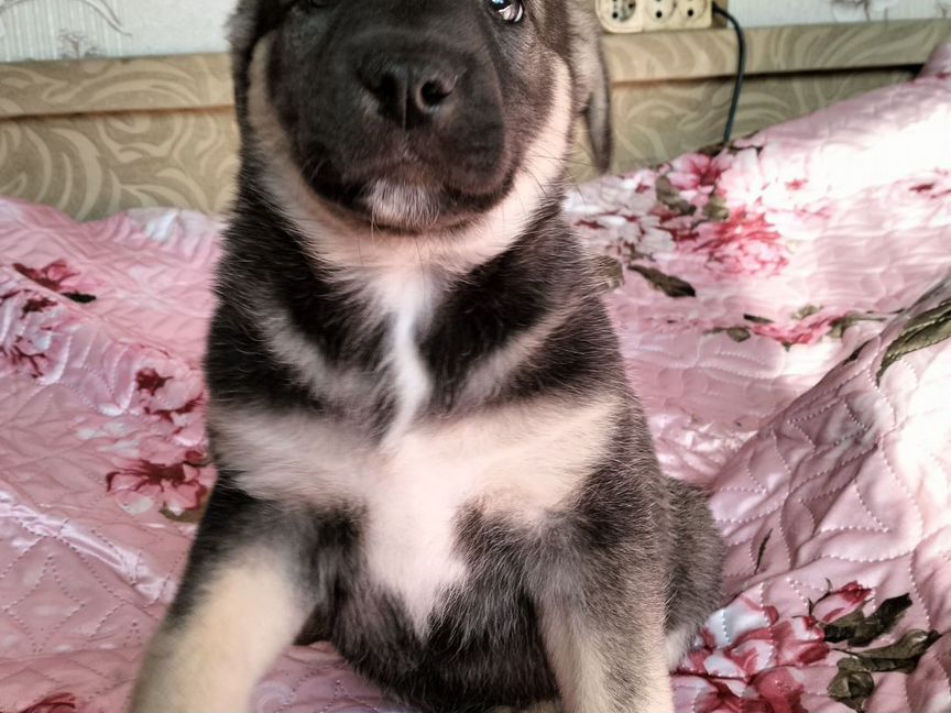 Щенки крупной породы