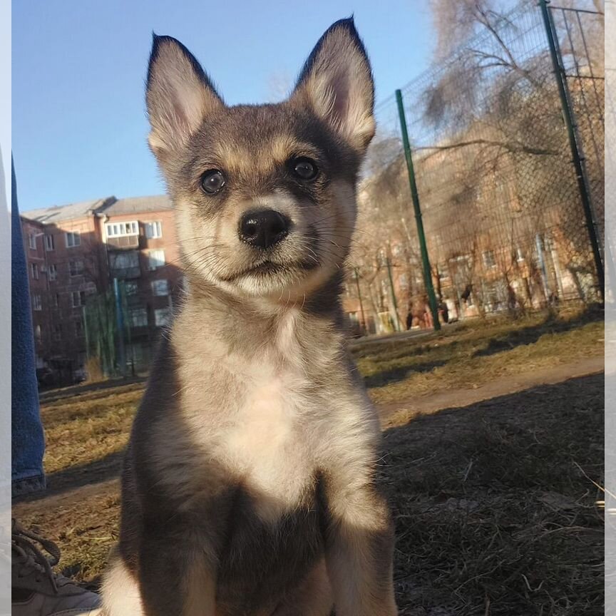 Волкособ, щенок