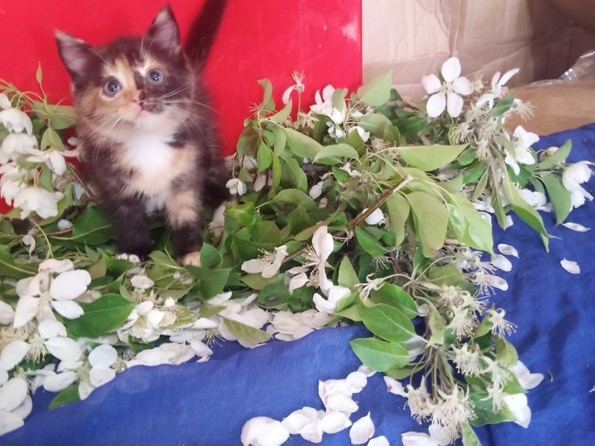 Котята в добрые руки