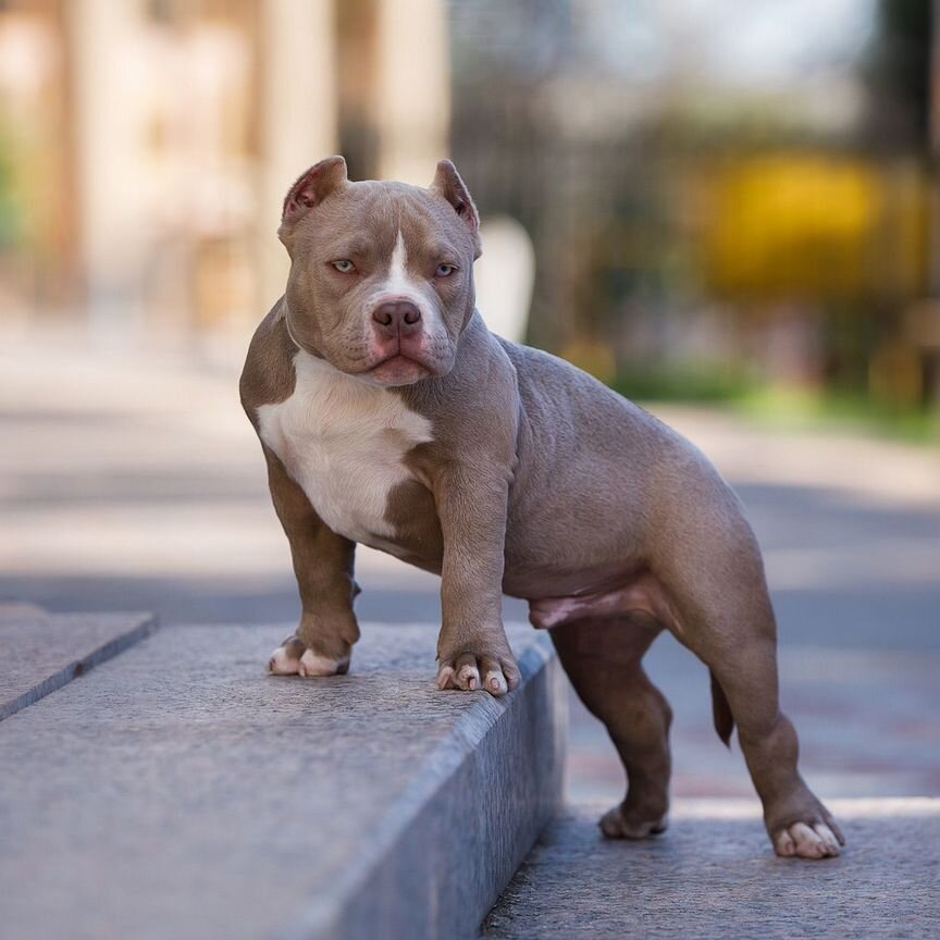 Американский булли мальчик