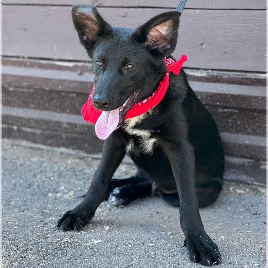 Щенок Маффин