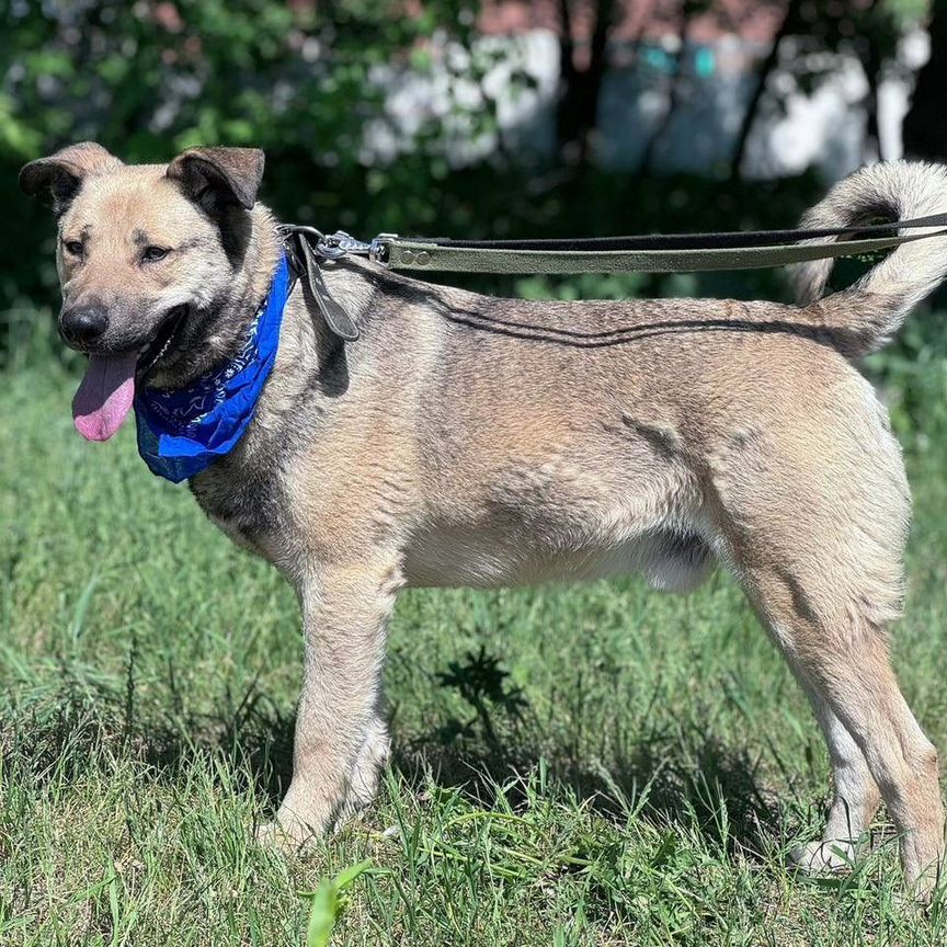 Кайзер, добрый парень из приюта