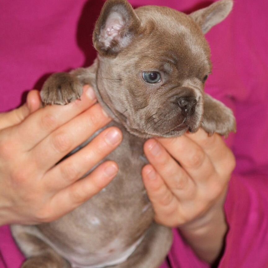 Француженка - красотка в окрасе изабелла