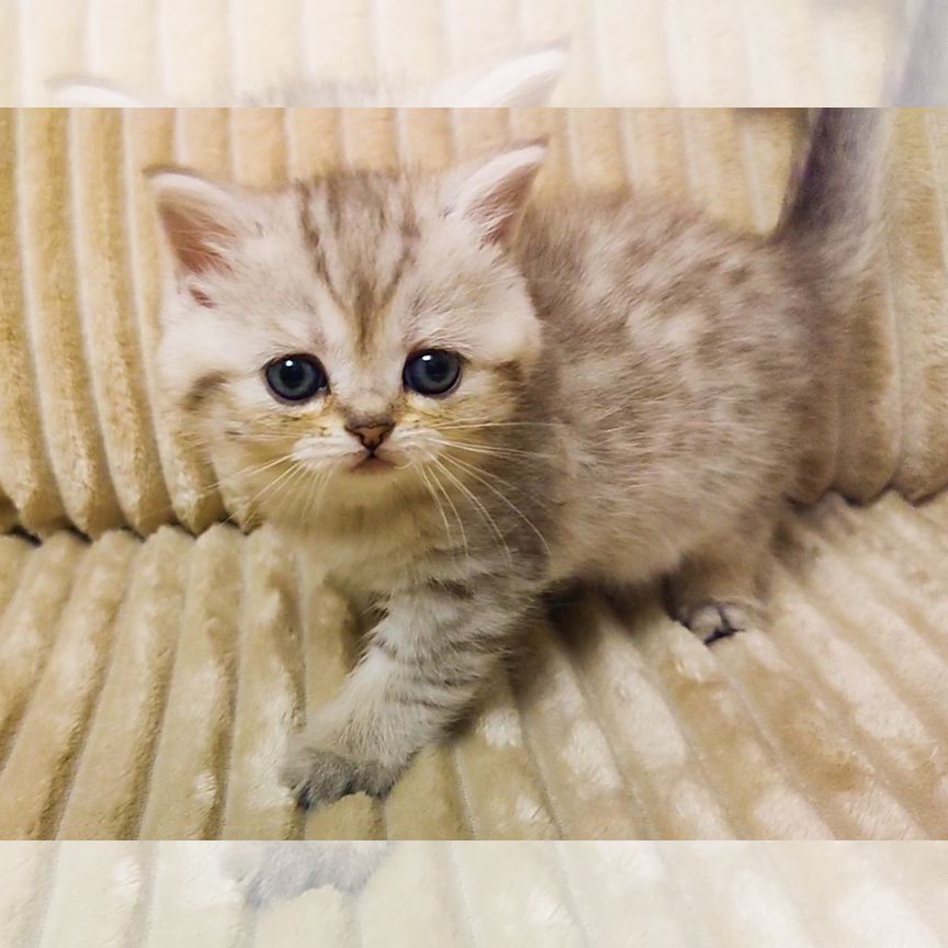 Британский короткошёрстный котёнок
