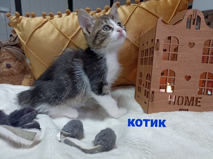 Котята в добрые руки