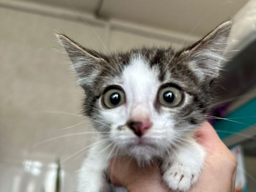 Милейший котёнок Компот в дар бесплатно