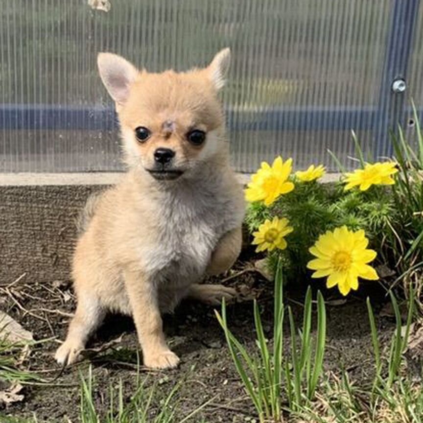 Чихуахуа, щенок