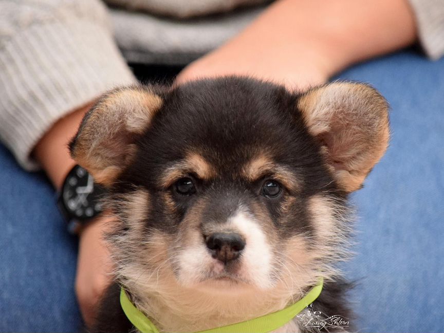 Шикарные трехцветные мальчики