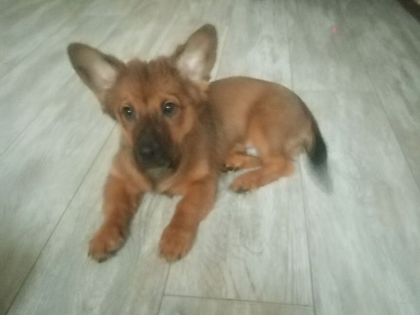 Продам маленькую собаку