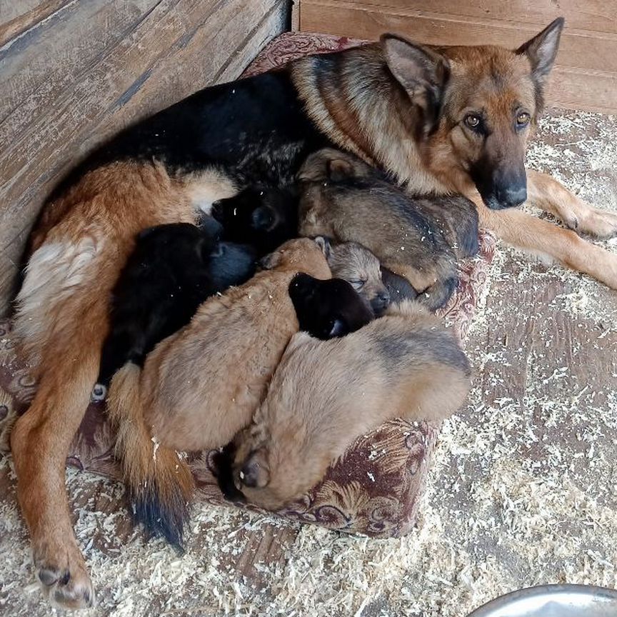 Немецкая овчарка, щенок