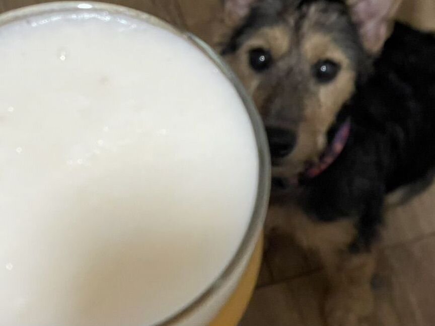 Немецкий ягдтерьер