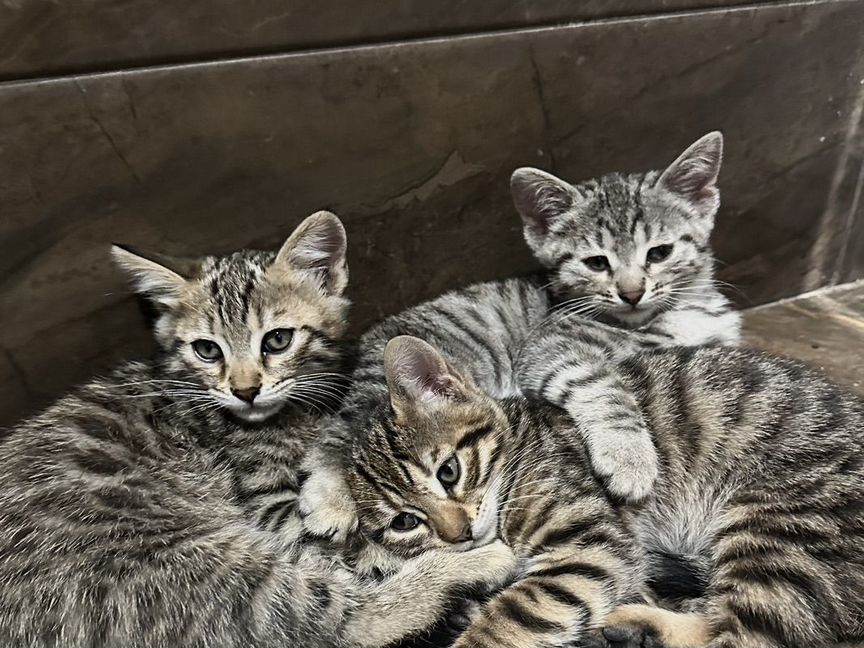 Котята в добрые руки