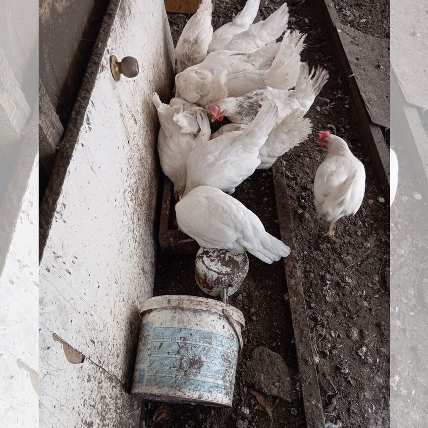 Куры несушки продам