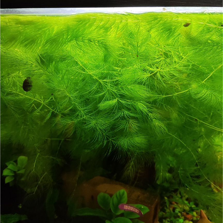 Роголистник в аквариум