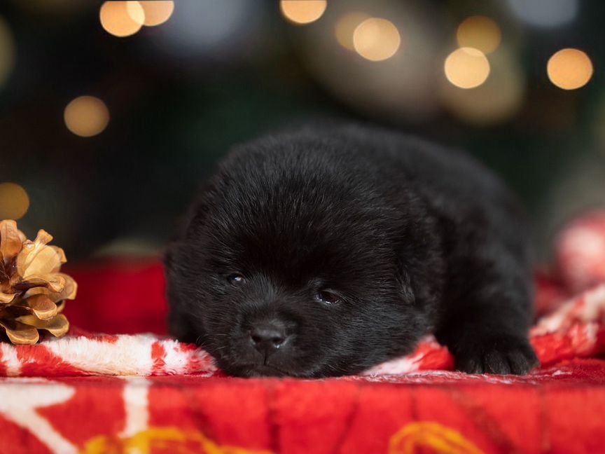 Щенки шипперке