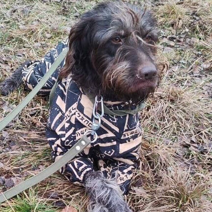 Дратхаар, взрослая собака