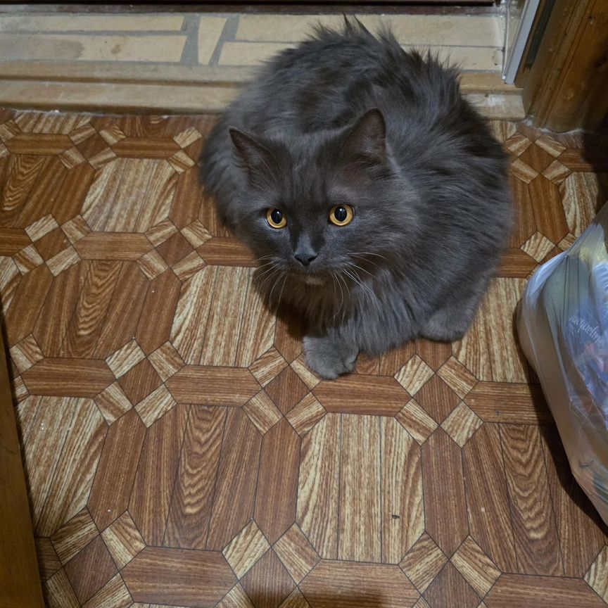 Пристраивается в добрые руки