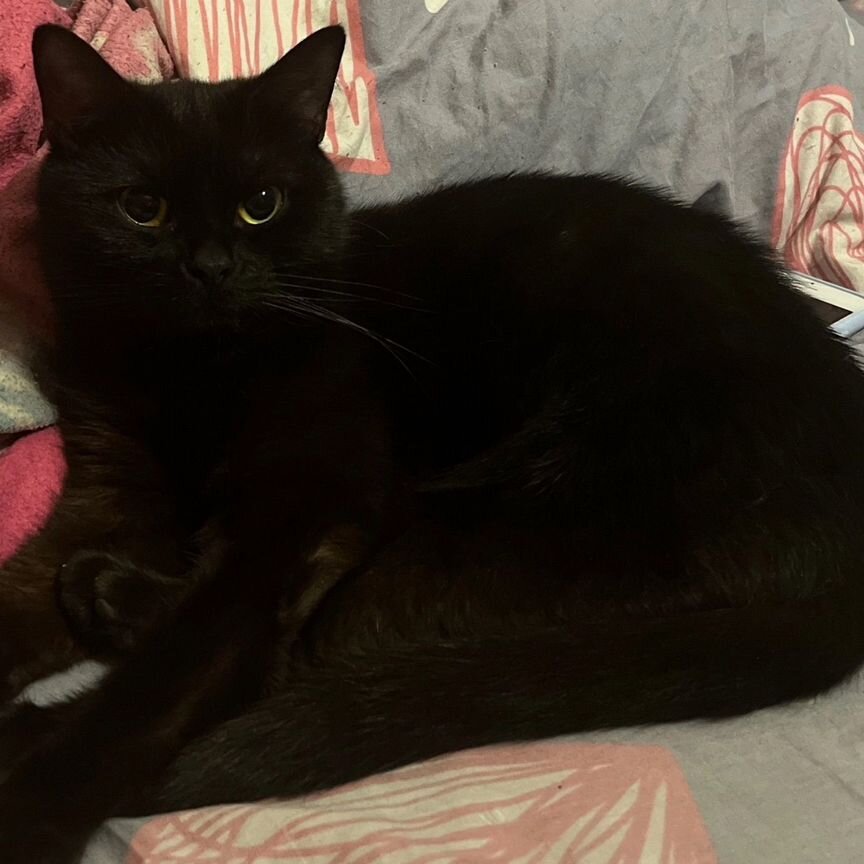 Потерялась кошка Пермь