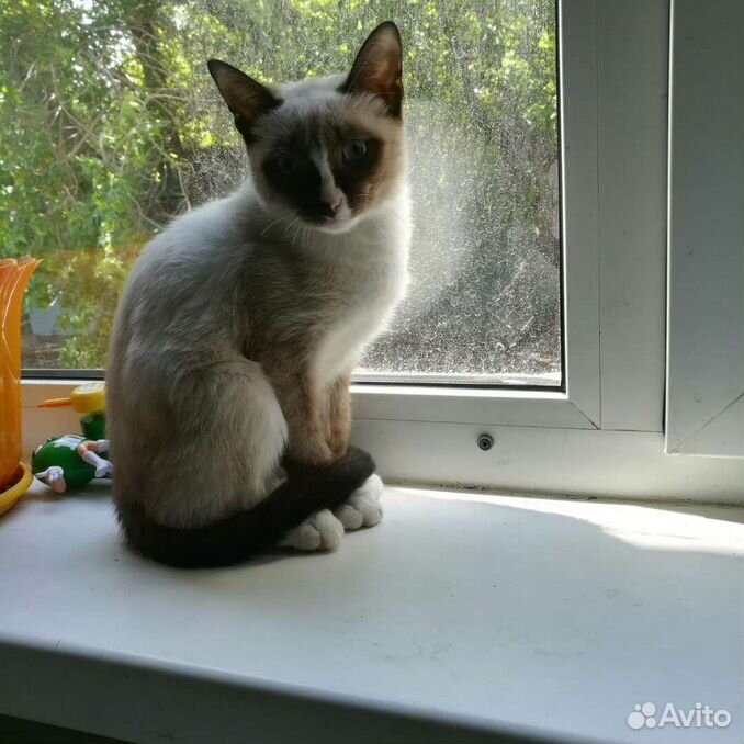 Маленькая кисонька