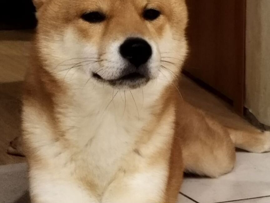 Сиба Ину