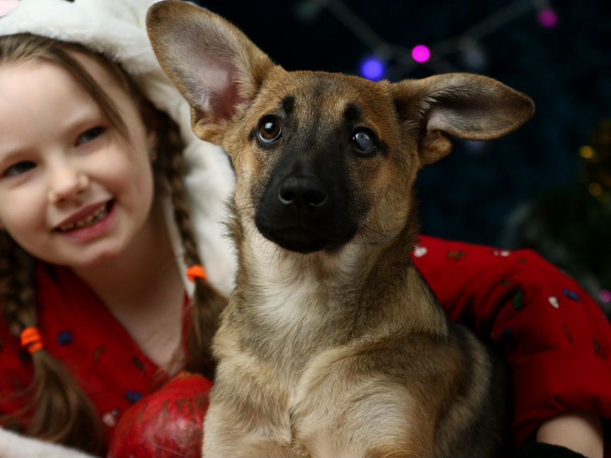 Щенок девочка