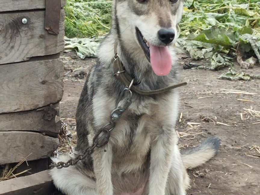 Собака в добрые руки