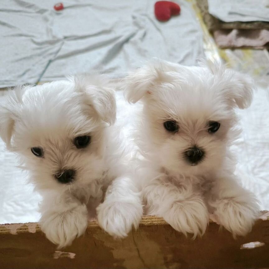 Щенки болонки