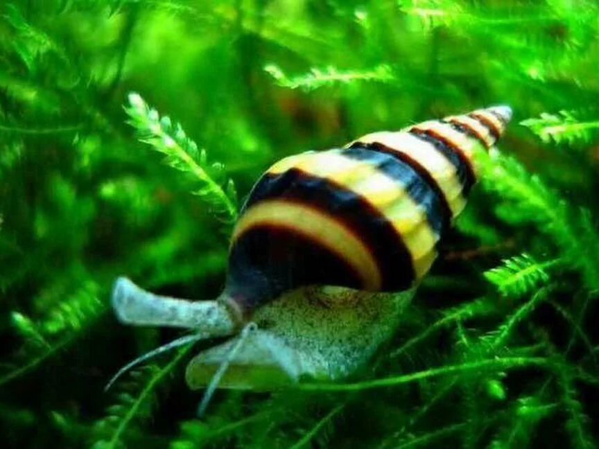 Хилены улитки хищники,теодоксусы, ампулярии