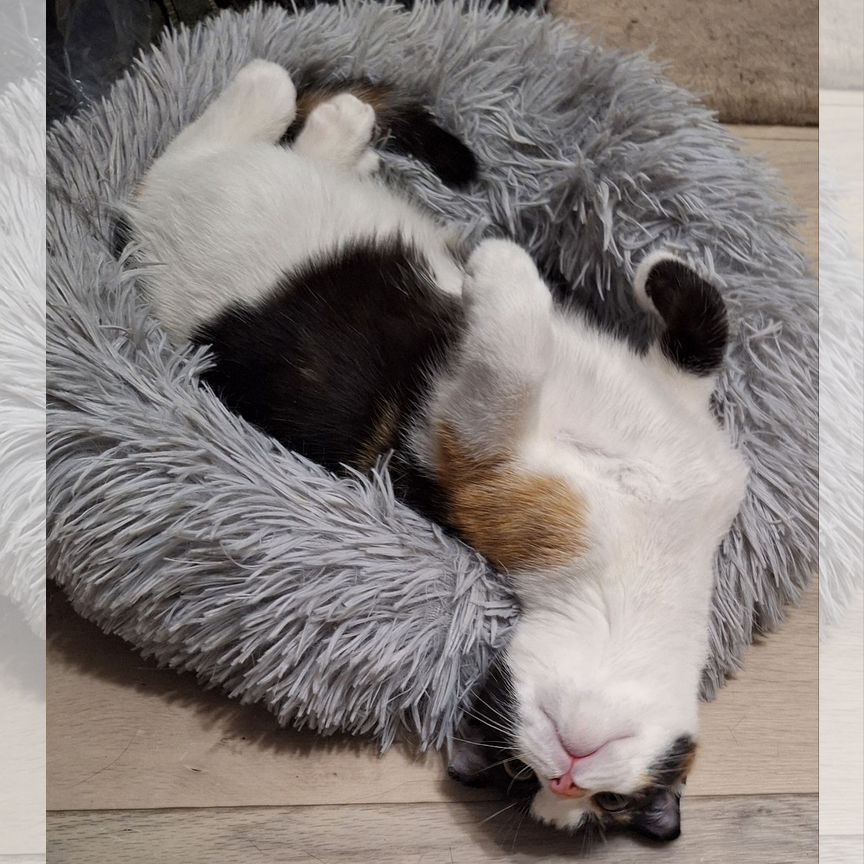 Шотландский вислоухий короткошёрстный котёнок