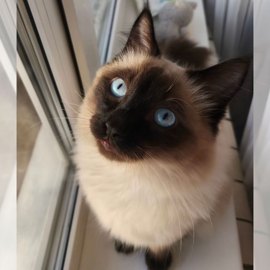 Сиамский кот, взрослый