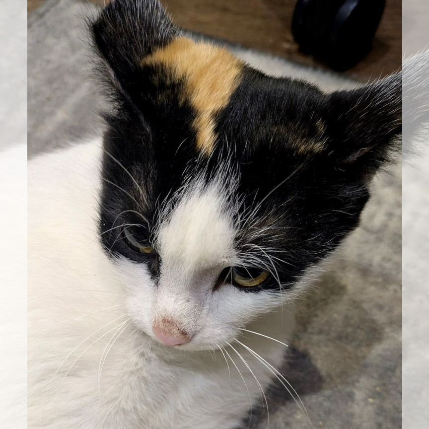 Взрослая кошка в добрые руки