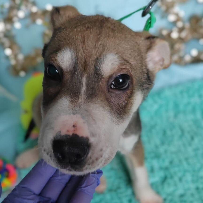 Щенок в добрые руки