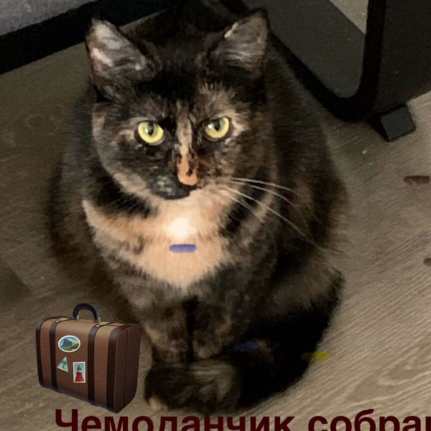 Взрослая, кошка в добрые руки