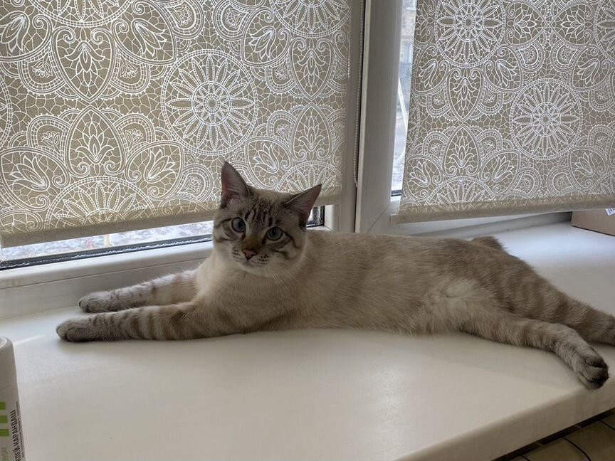 Меконгский бобтейл. Вязка